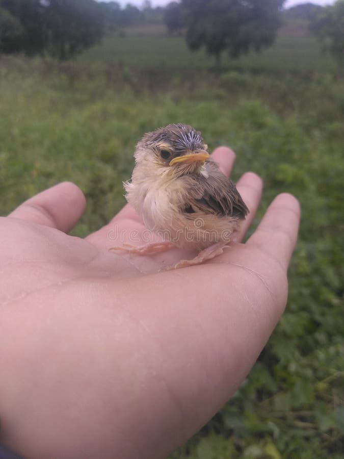 Baby bird stock image. Image of mobile, click, real - 138368955