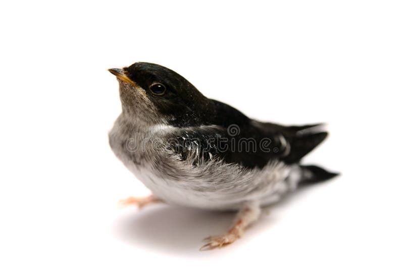 Baby Bird of Sand Martin Swallow Stock Image - Image of nature, eyes ...