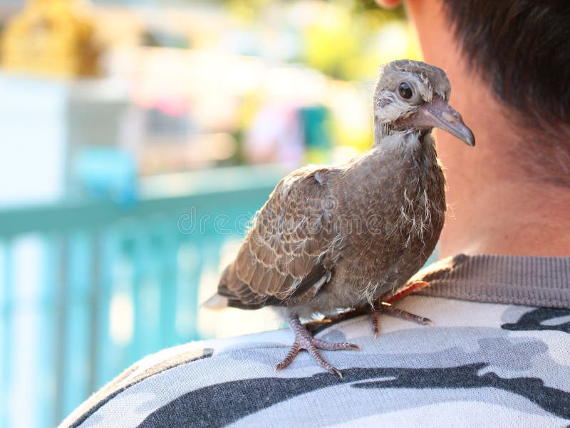 Baby bird on shoulder stock photo. Image of baby, animal - 46911054
