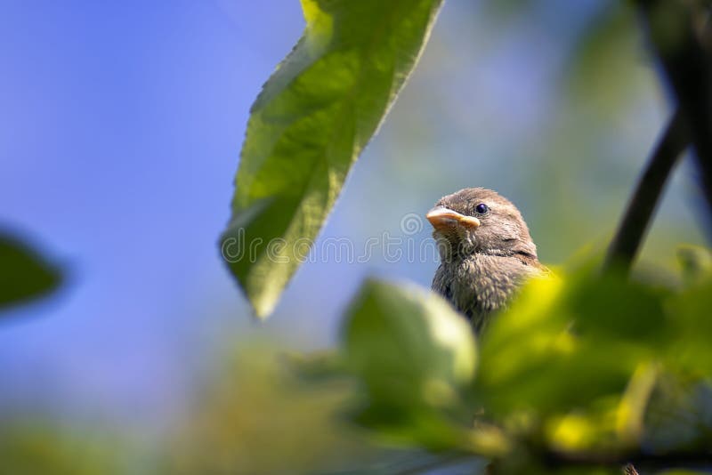 The Baby Bird of a Sparrow Sits on a Branch Trees, Being Basked in the ...