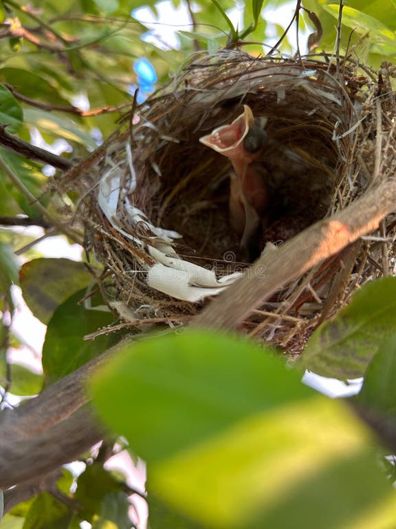 Baby bird stock image. Image of tree, baby, bird, animal - 328725503