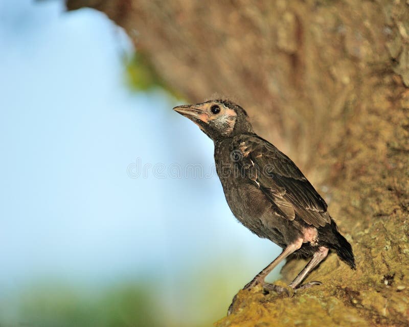 Baby bird stock image. Image of bird, tree, baby - 55829853