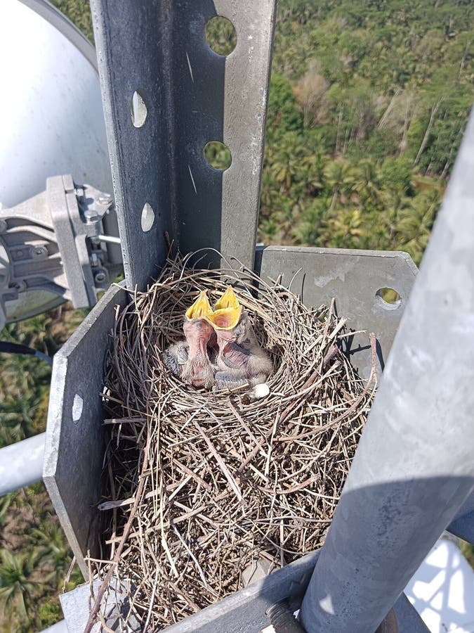Baby Bird Waiting for Its Mother Stock Photo - Image of mother, bird ...