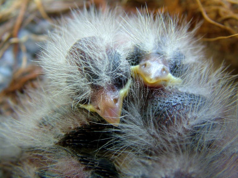 3,258 Ugly Baby Picher Stock Photos - Free & Royalty-Free Stock Photos ...