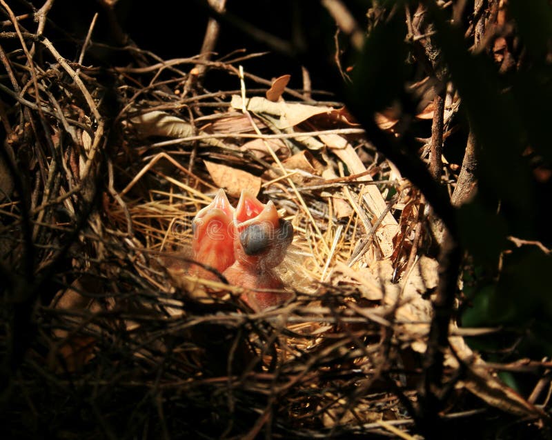 Baby Birds stock photo. Image of baby, bush, chick, hungry - 4212688