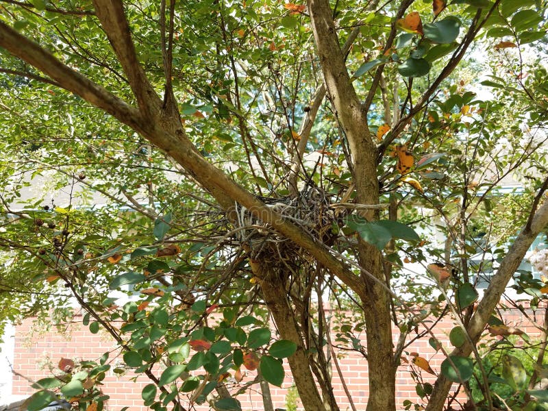 Baby Birds in Nest in Crape Myrtle Tree Stock Image - Image of baby ...