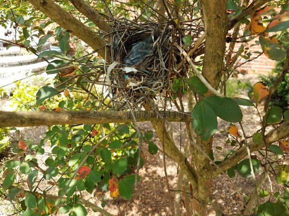 Baby Birds in Nest in Crape Myrtle Tree Stock Photo - Image of nesting ...