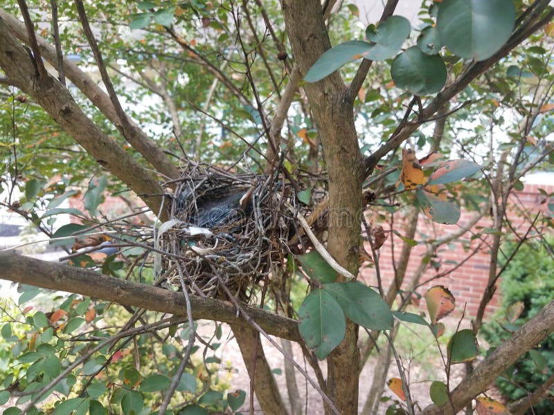 Baby Birds in Nest in Crape Myrtle Tree Stock Image - Image of fauna ...