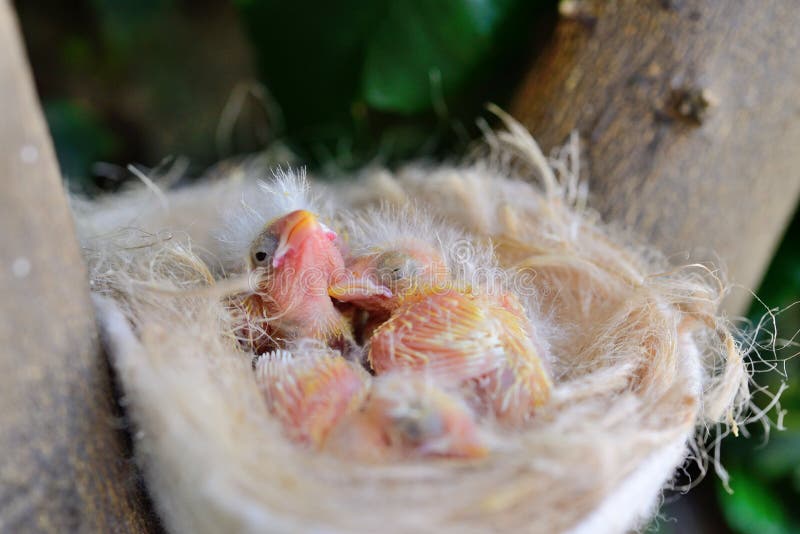 Baby birds stock photo. Image of babies, eggs, captive - 39250218