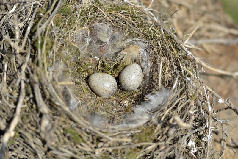 When baby birds stock image. Image of nest, eggs, observation - 77336695