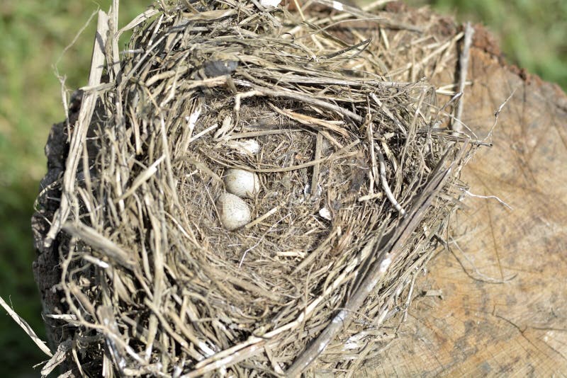 When baby birds stock photo. Image of nest, ornithology - 77336712