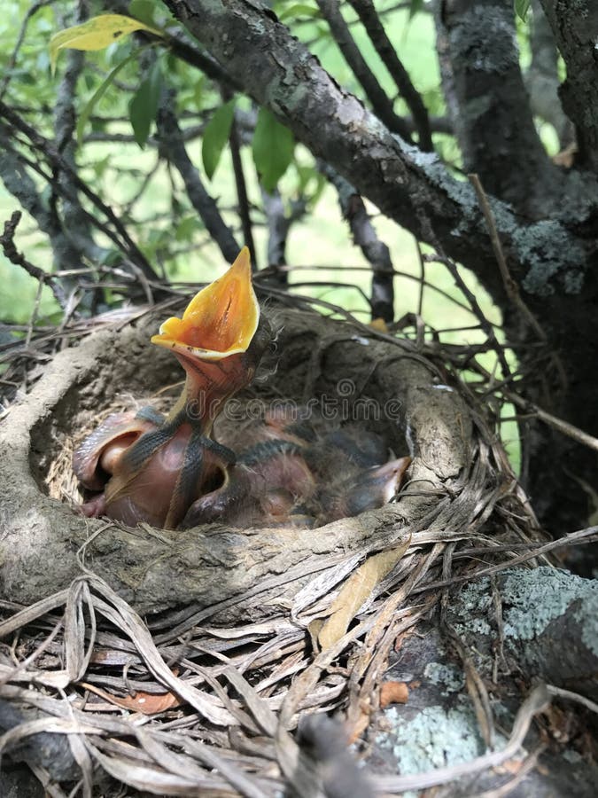 Baby birds stock photo. Image of little, nest, birds - 96831166