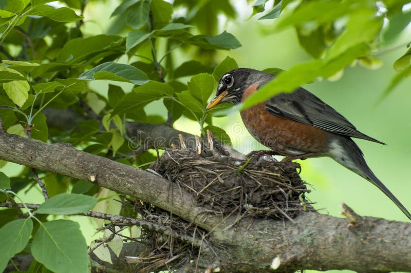 Baby birds stock photo. Image of animals, nurturing, nestling - 37040250