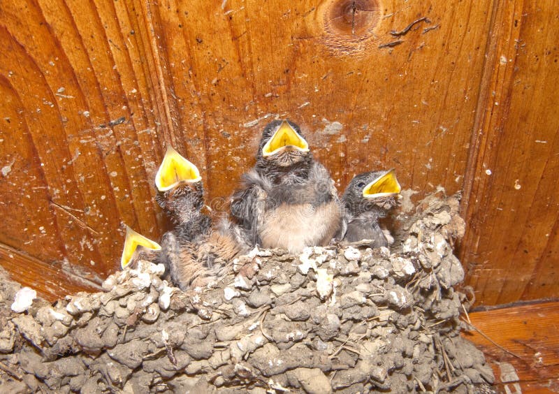Baby Birds stock photo. Image of animal, branch, screaming - 45027322