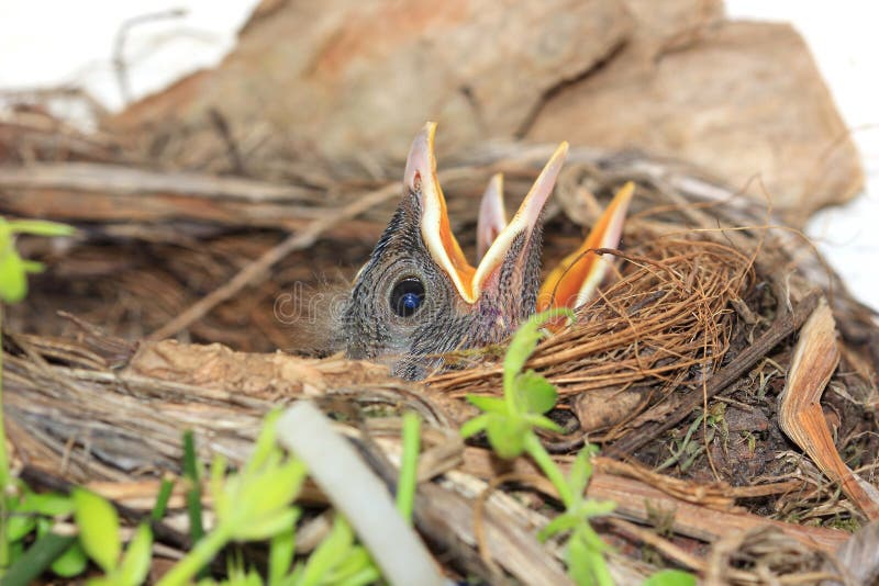 Birds With Human Mouths