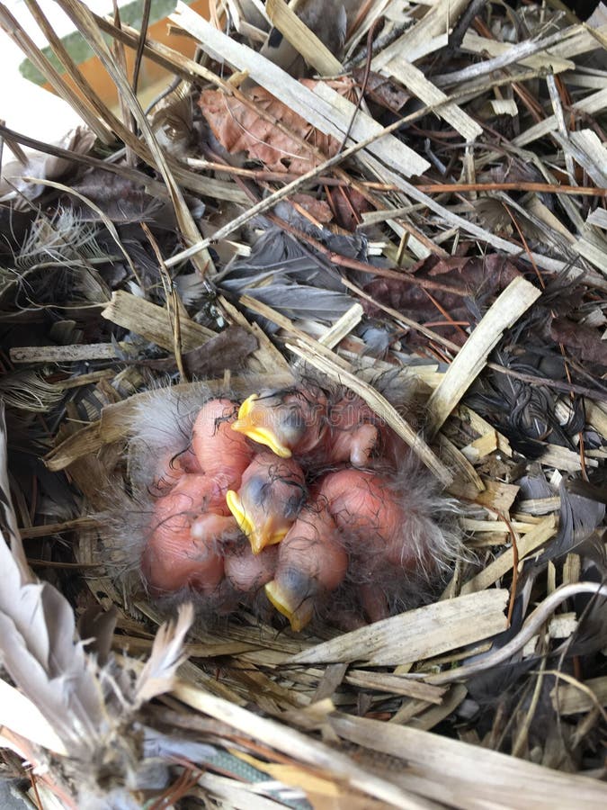 Hatched Baby Birds stock image. Image of environment - 111136139