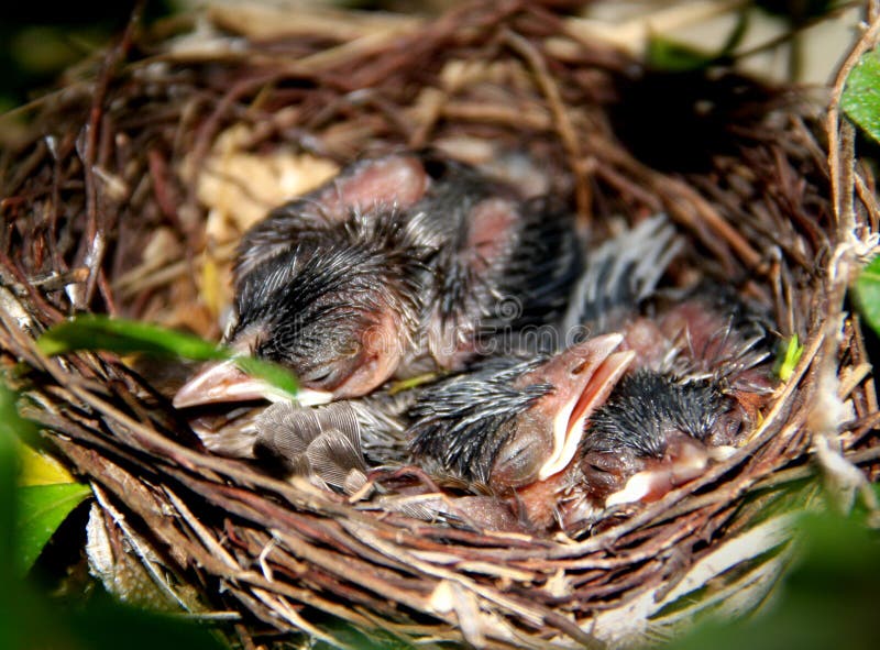 Baby birds in the nest stock image. Image of natural - 31928733