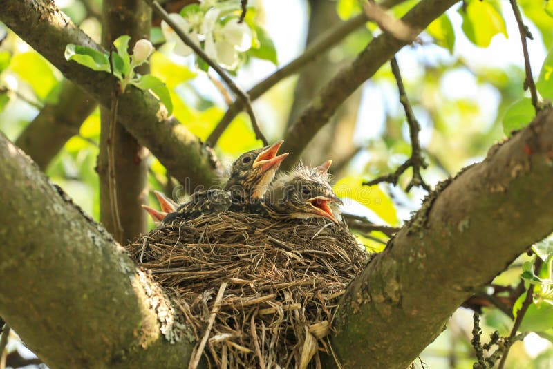 Baby Birds in a Nest on a Tree Branch Close Up in Spring in Sunlight ...