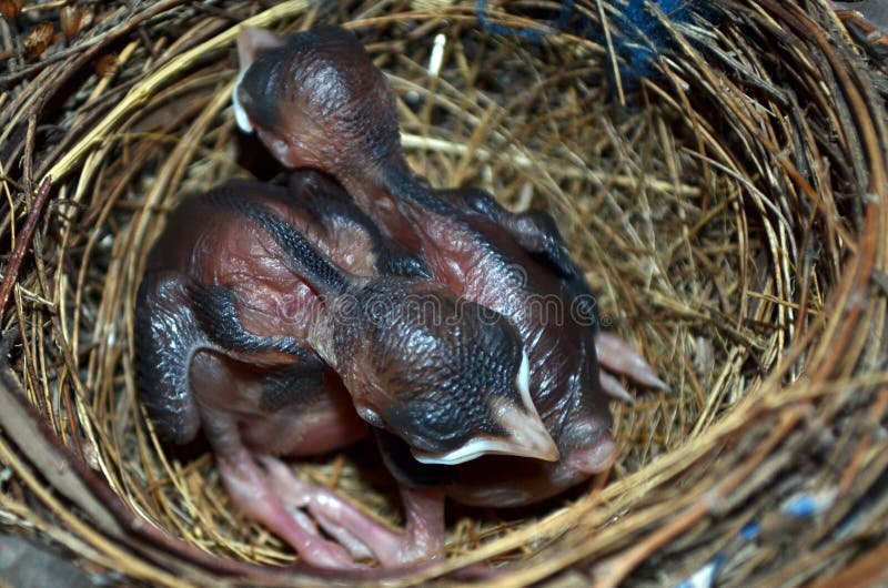 Baby birds in the nest stock image. Image of animals - 43425035
