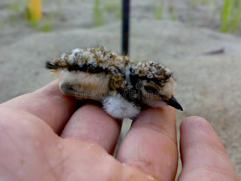 Baby Birds of the Sandpiper on Sand. Stock Photo - Image of shorebird ...