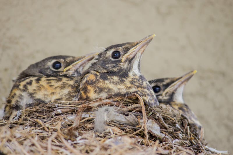Stoic Little Birds Stock Photos - Free & Royalty-Free Stock Photos from ...