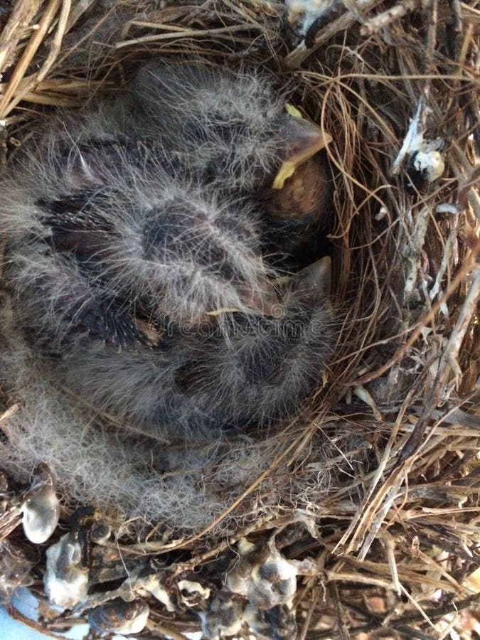 Baby Birds stock photo. Image of hatched, baby, nature - 72169962