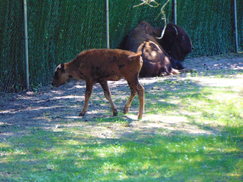 Baby Bison with Mom stock photo. Image of animals, wildlife - 98484514