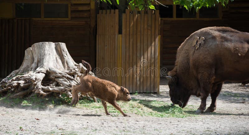 Baby Bison Playing Near Its Mother in the Pad Stock Image - Image of ...