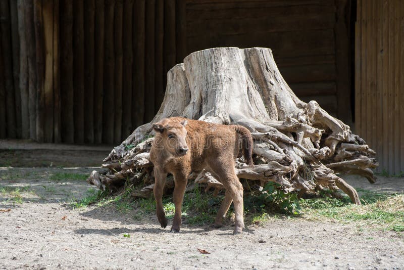 Baby Bison Playing Near Its Mother in the Pad Stock Image - Image of ...