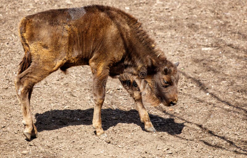 A Baby Bison Runs in the Zoo Stock Photo - Image of farm, lithuania ...
