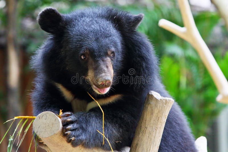 Smiling Bear stock photo. Image of enclosurment, smile - 103128