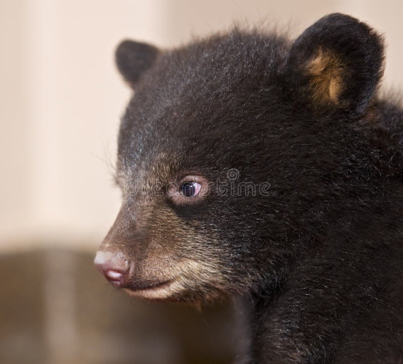 74+ Black baby bear Free Stock Photos - StockFreeImages