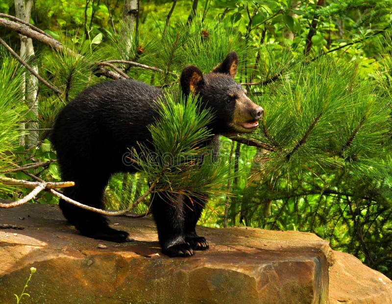 Baby Black Bear Standing on a Rock Stock Photo - Image of bear, black ...