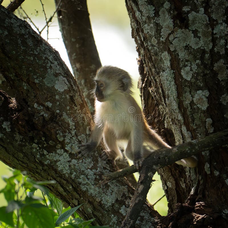 Baby Black Face Monkey in a Tree Stock Photo - Image of outside, safari ...