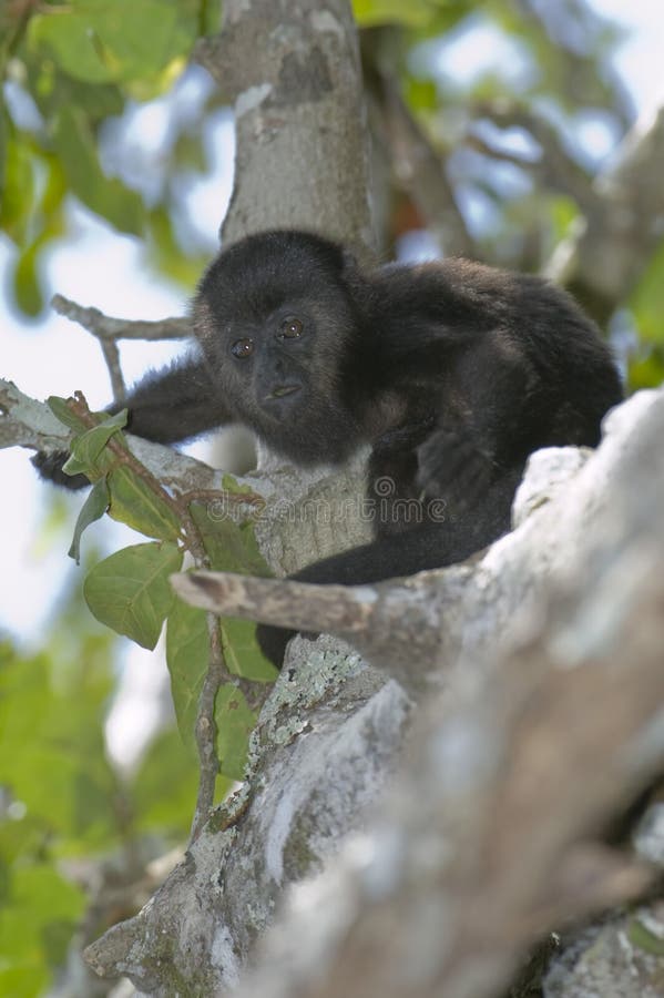 Howler monkey stock image. Image of howler, habitat, jungle - 9547613