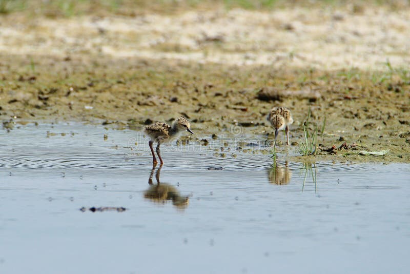 Baby Black-winged stilt stock image. Image of reflection - 96564831
