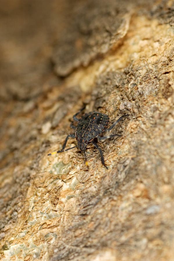 Baby Black and Yellow Stink Bug Stock Image - Image of black, insect ...