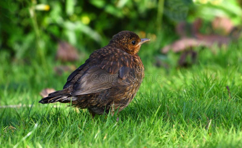 Baby Blackbird - Chick on Grass Stock Photo - Image of feather, female ...
