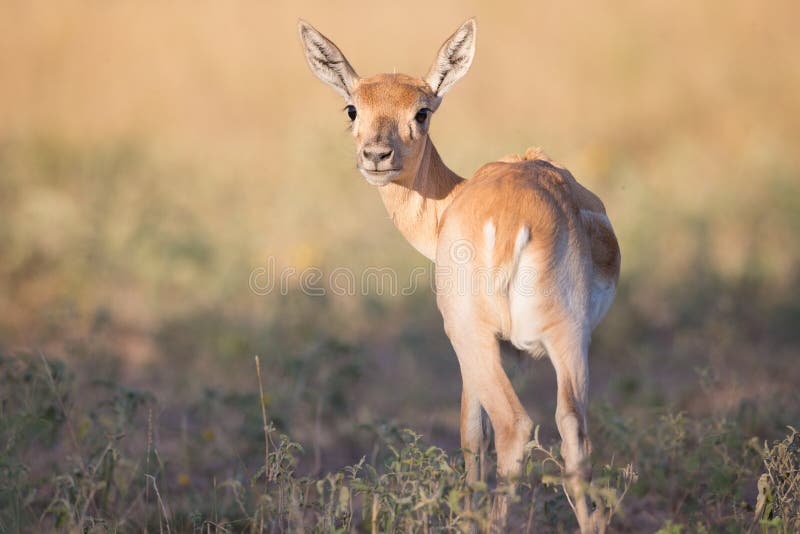 Blackbuck Antelope Baby