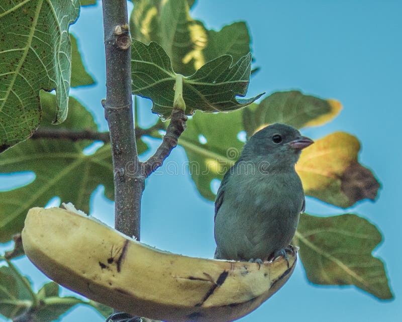Baby blue bird stock photo. Image of blue, tree, bird - 184603770