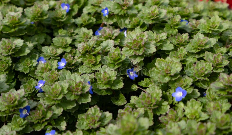 Baby Blue Eyes a Spring Wildflower Native Stock Photo - Image of ...