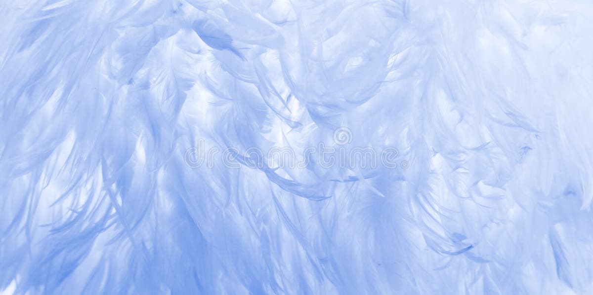 2,639 Feathers Transparent Background Stock Photos - Free & Royalty ...