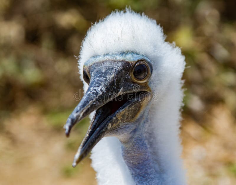 Baby Blue Footed Booby Cries for Mother To Return with Food on ...