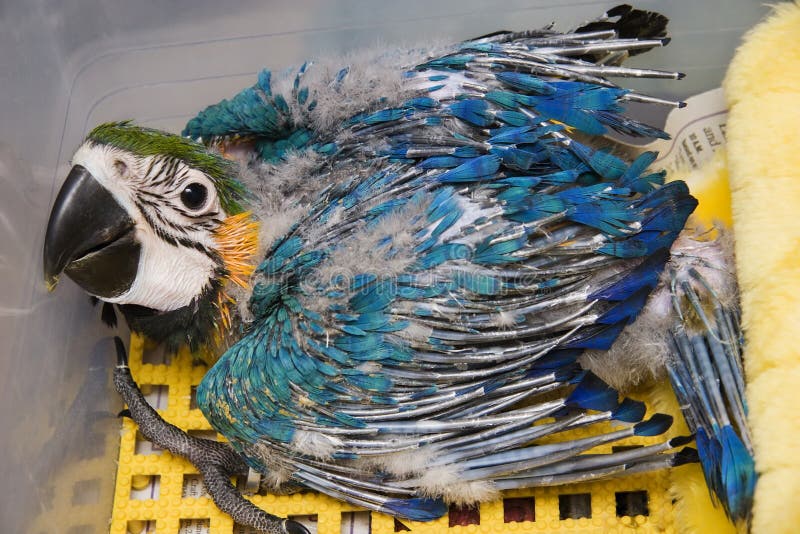 Baby Blue & Gold Macaw stock image. Image of baby - 1175571
