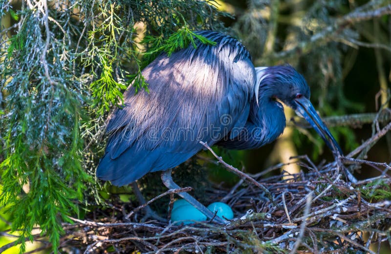 Baby Blue Heron Tends Its Eggs Stock Photo - Image of wing, grass ...