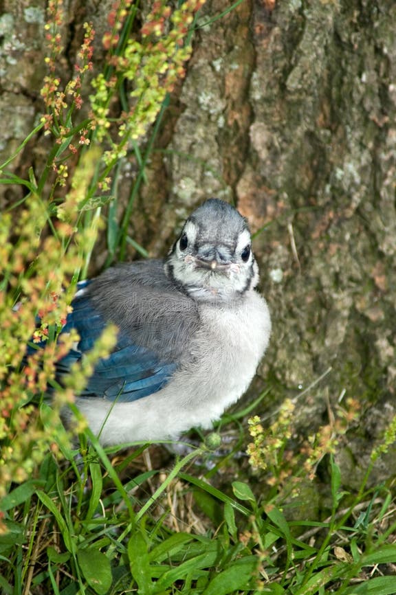 Baby Blue Jay stock photo. Image of wildlife, young, tree - 855356