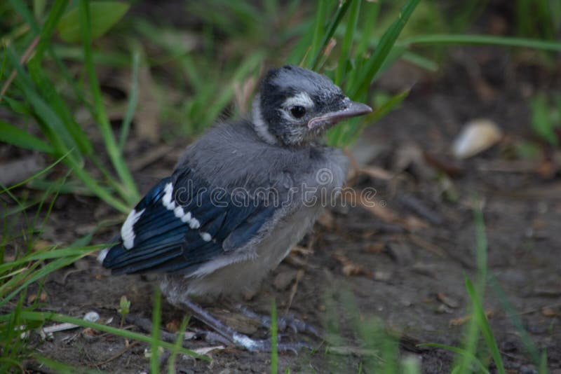 Fledgling Blue Jay Bird Stock Photos - Free & Royalty-Free Stock Photos ...