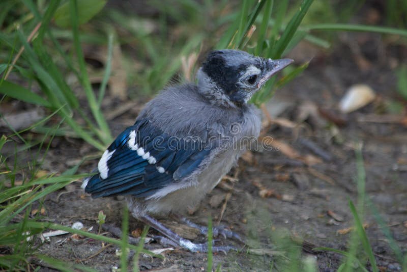 Fledgling Blue Jay Bird Stock Photos - Free & Royalty-Free Stock Photos ...