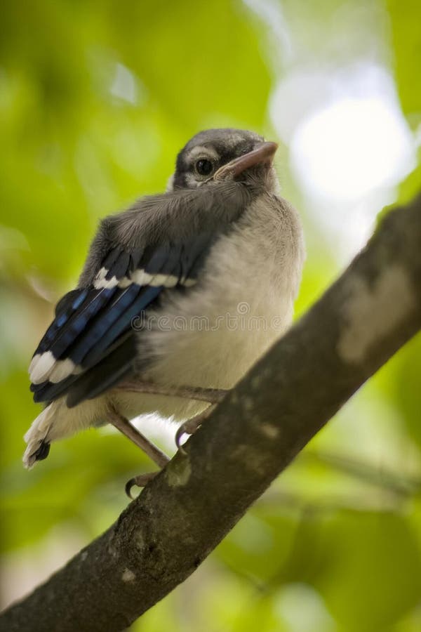 Baby Blue Jay stock image. Image of bird, wildlife, perched - 31922769