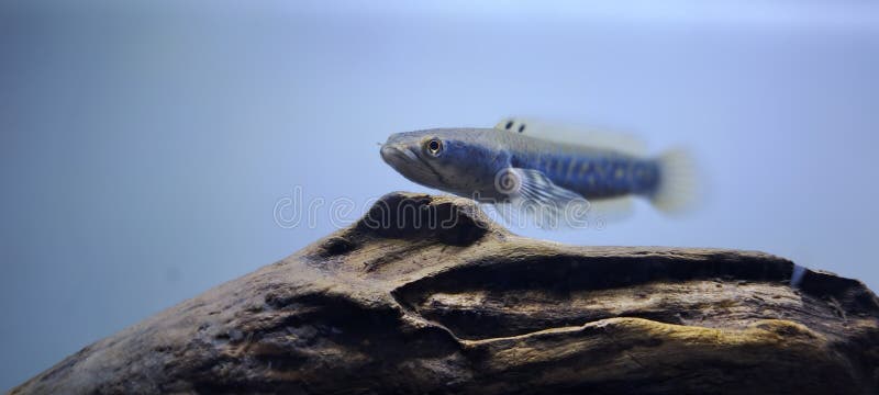Baby blue pulchra stock image. Image of carnivore, exotic - 279433221